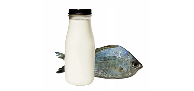 | Cómo preparar la cola de pescadoEl Blog de Pintura de My Tale I Teach
